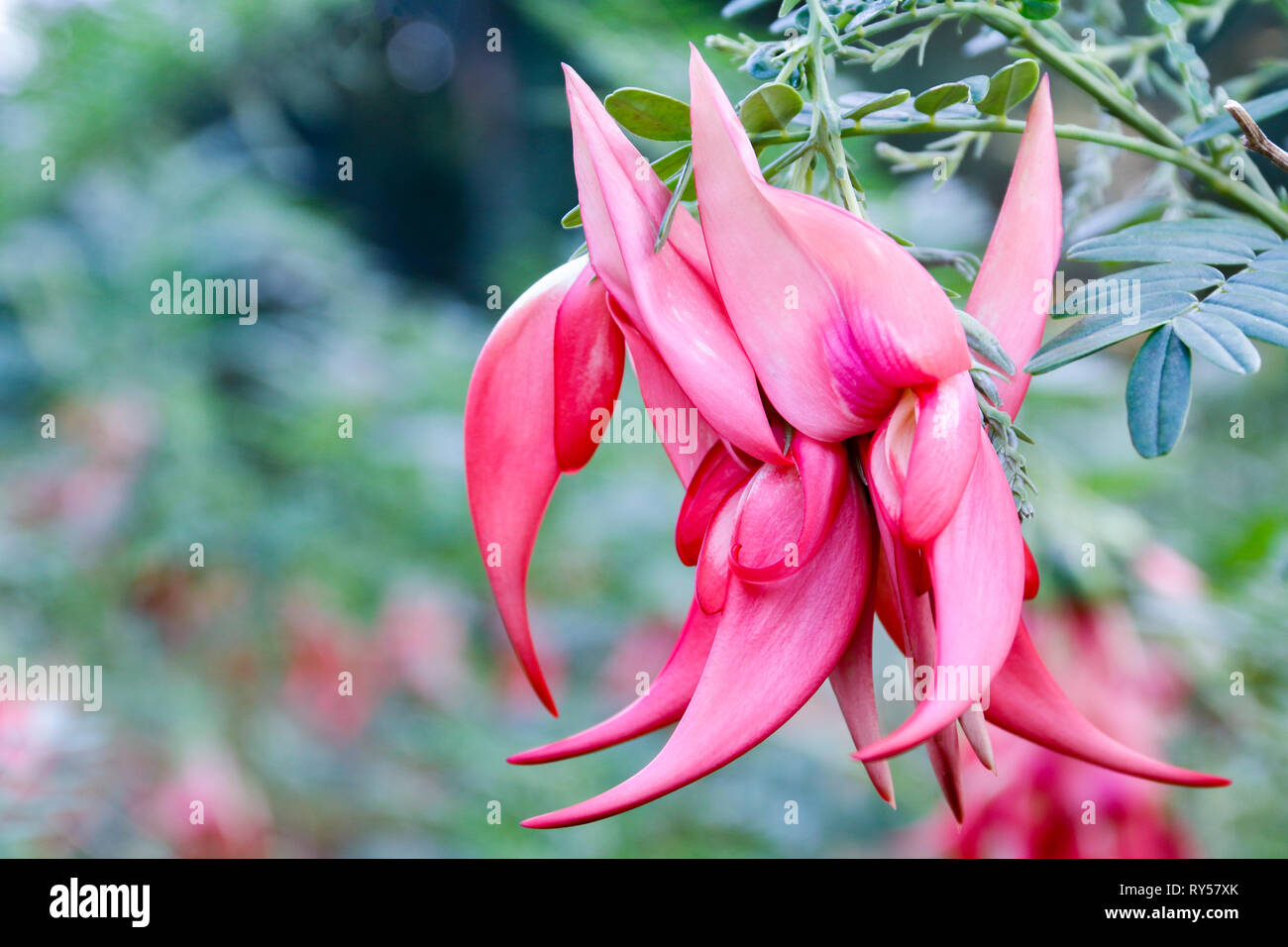 Close up of red pink flowers of Clianthus puniceus (Lobster claw or ...