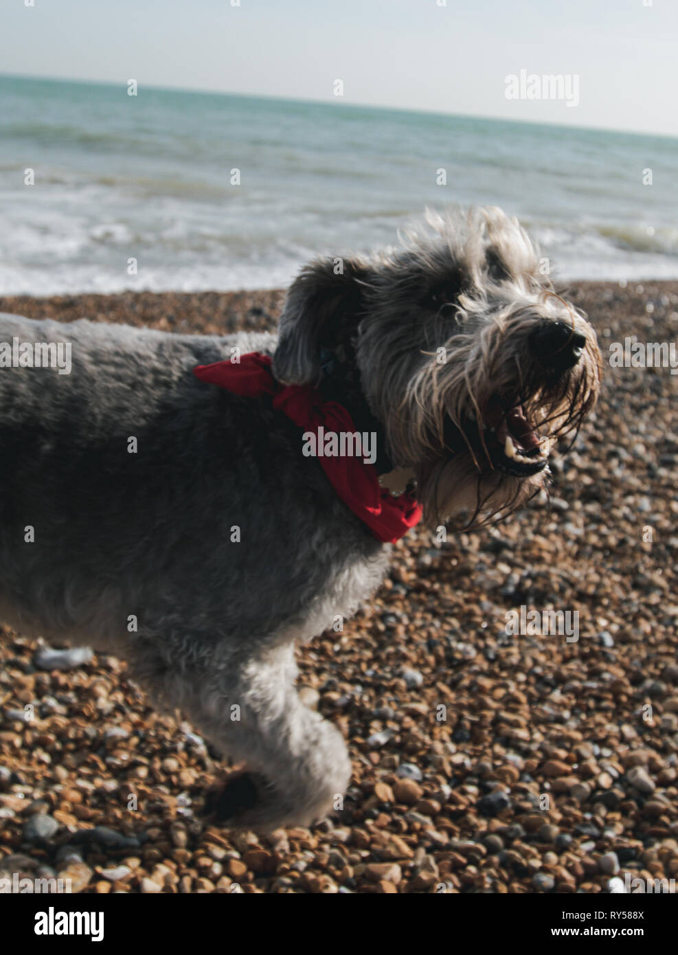 Miniature schnauzer dog running outside hi-res stock photography and ...