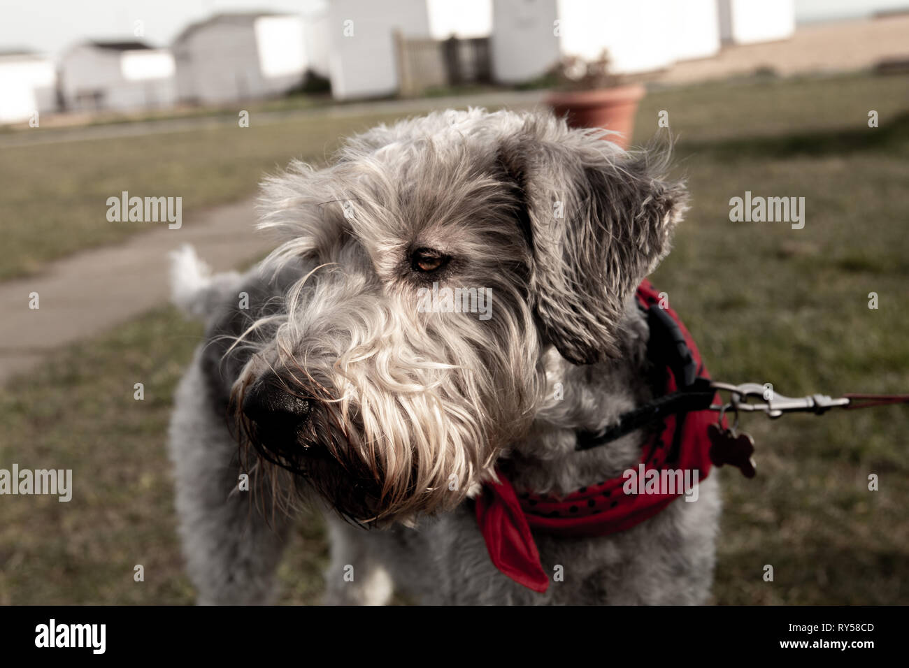 Miniature schnauzer dog running outside hi-res stock photography and ...