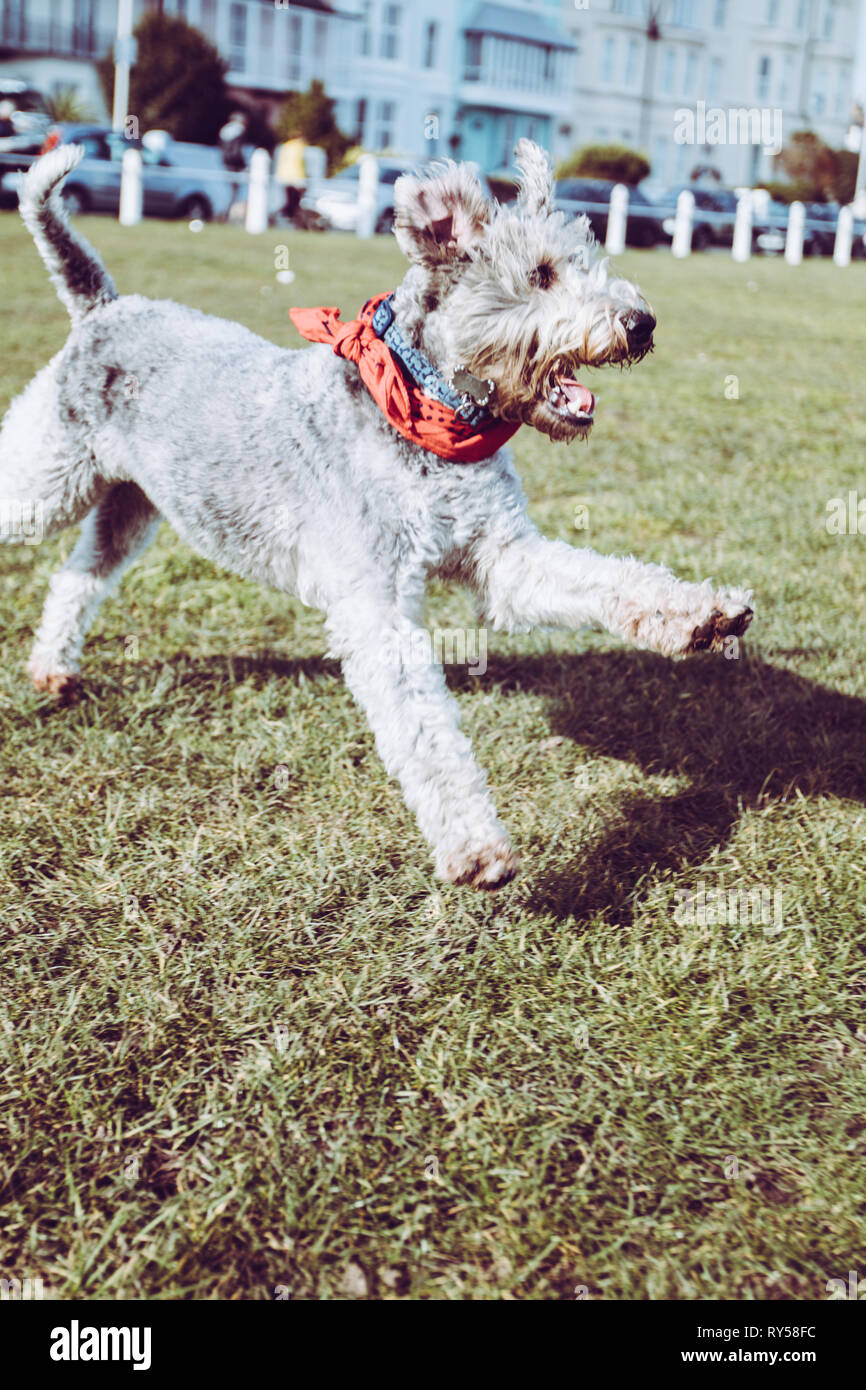 Miniature schnauzer dog running outside hi-res stock photography and ...