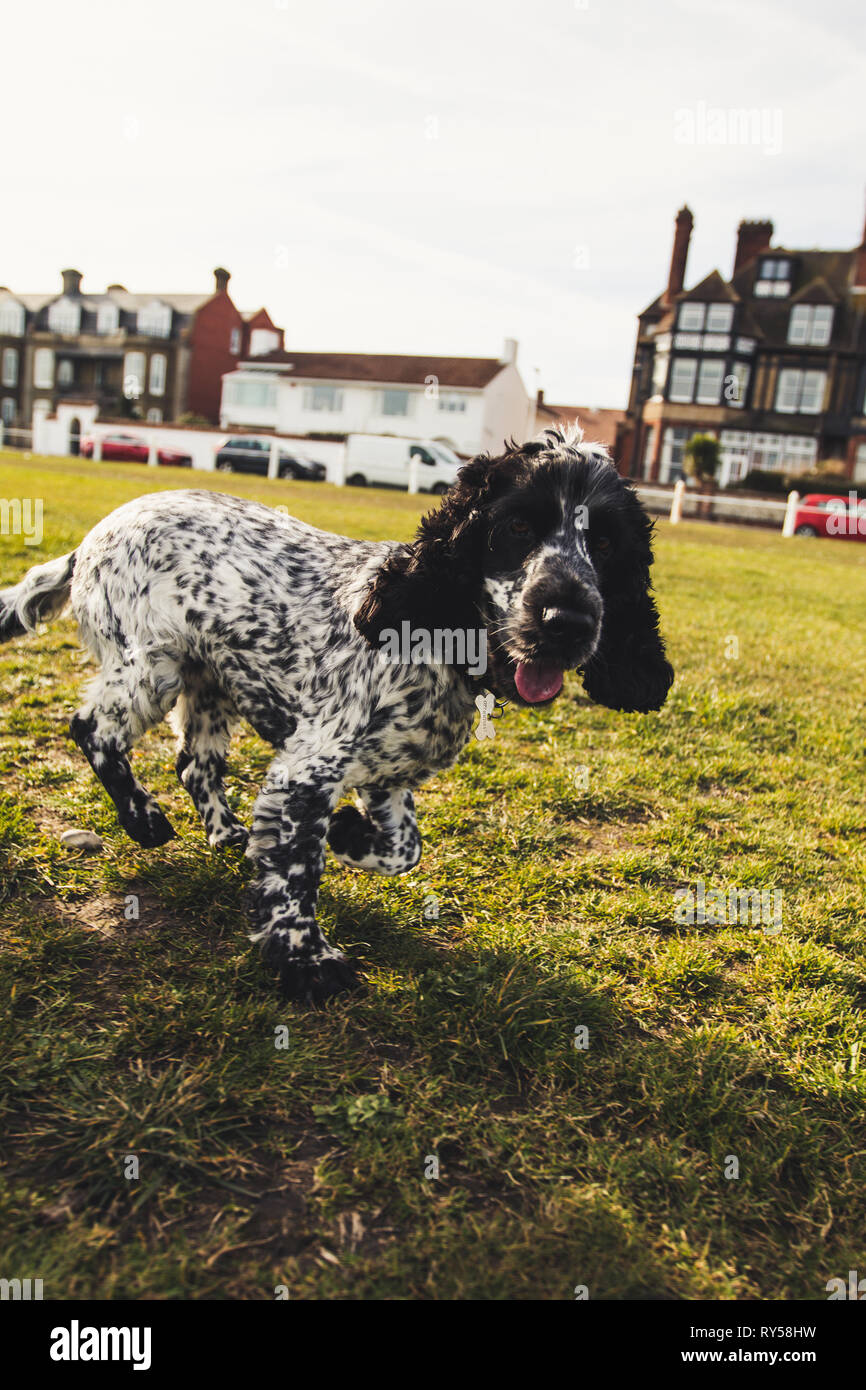 Show Cocker Spaniel Blue Roan Stock Photo - Alamy
