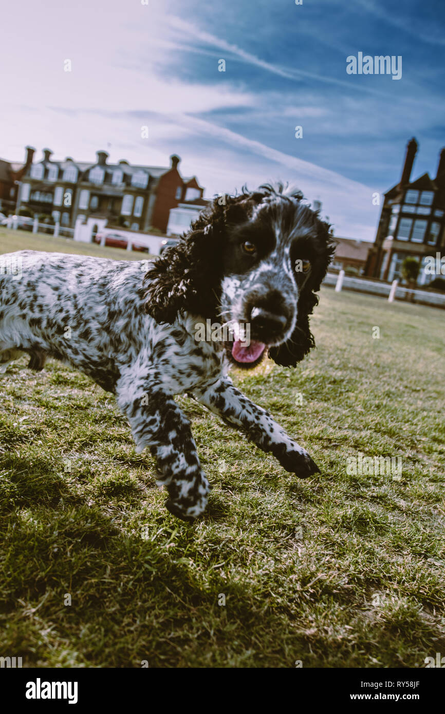 Show Cocker Spaniel Blue Roan Stock Photo - Alamy