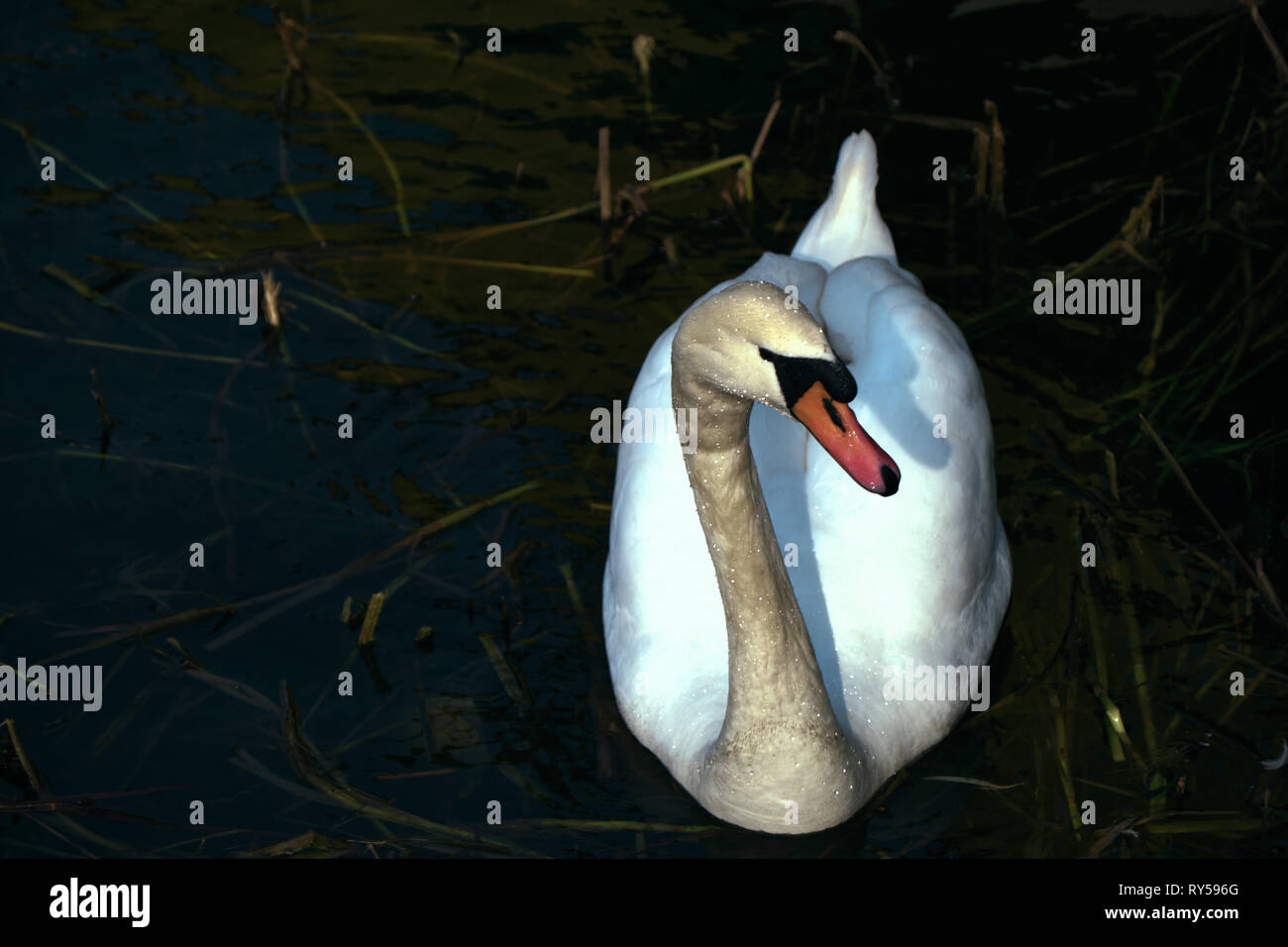 Swan looking at you Stock Photo - Alamy