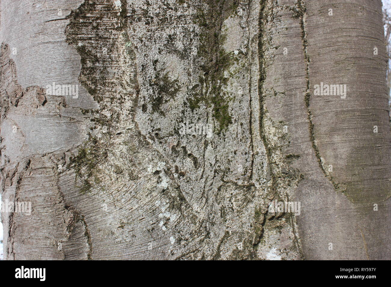 Beech tree bark hi-res stock photography and images - Alamy