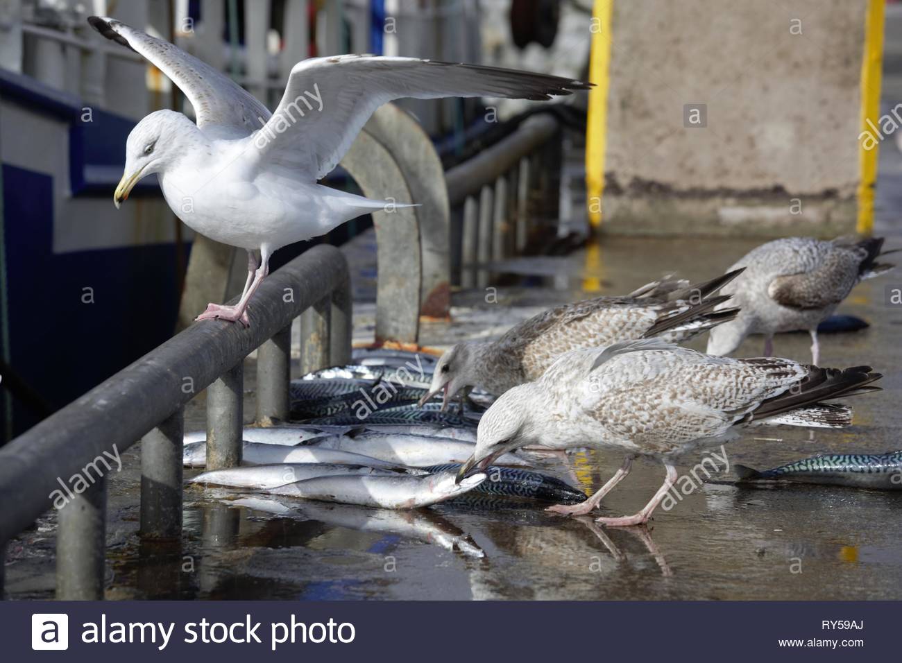 Mackerel fish catch fishing hi-res stock photography and images - Alamy