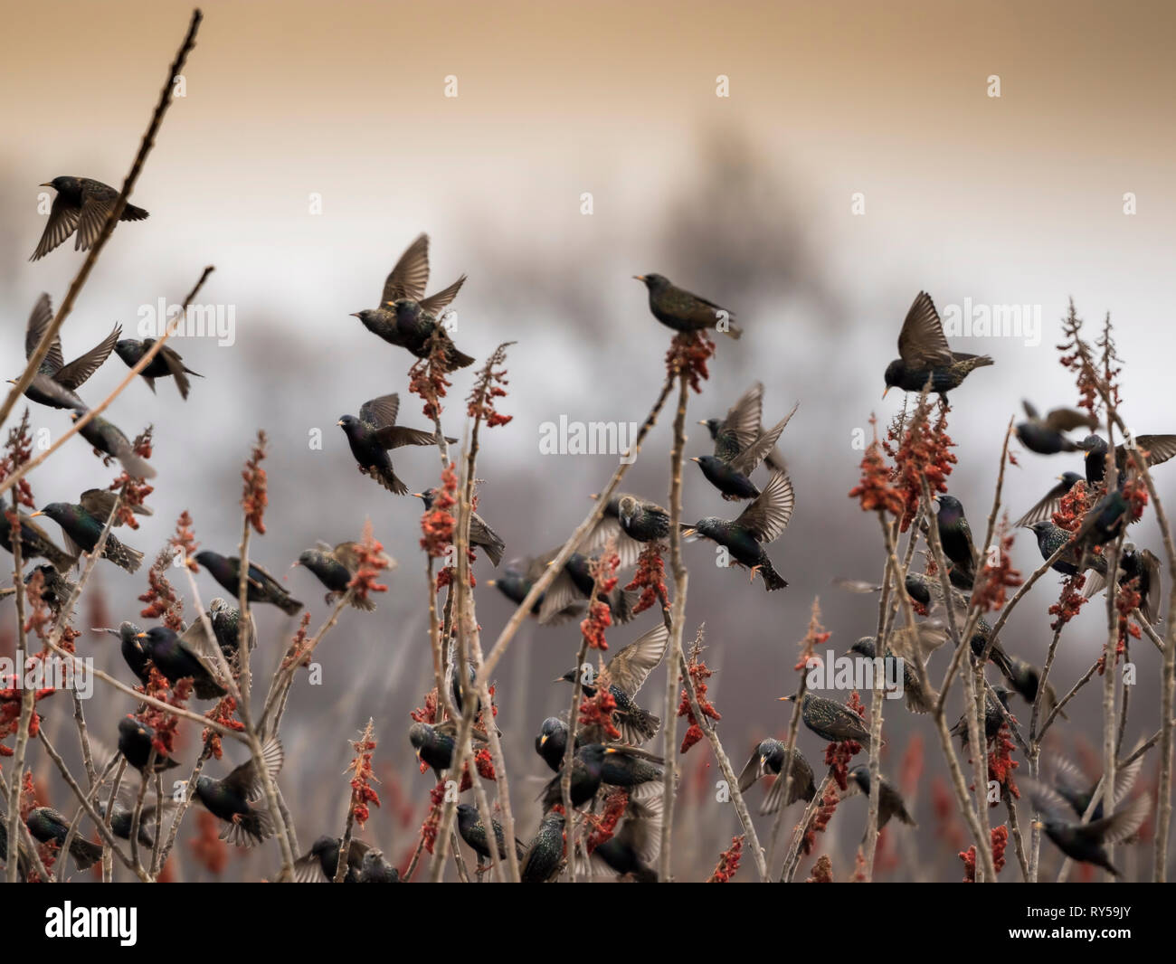 Pigeon flock landscape hi-res stock photography and images - Alamy