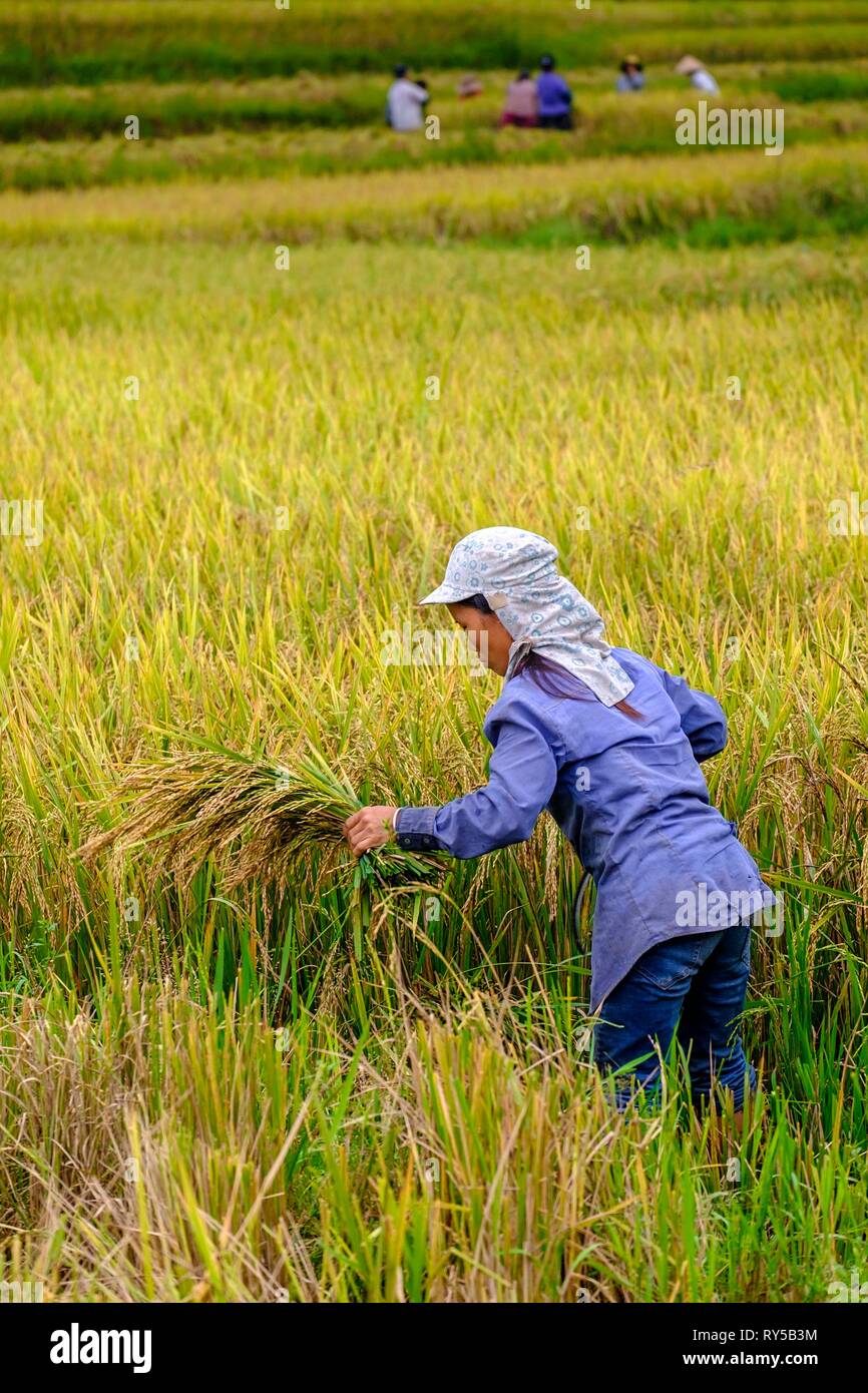 Children working in fields hi-res stock photography and images - Alamy
