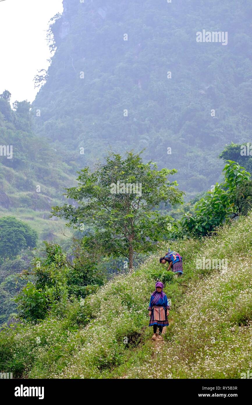 Bac ha district hi-res stock photography and images - Alamy