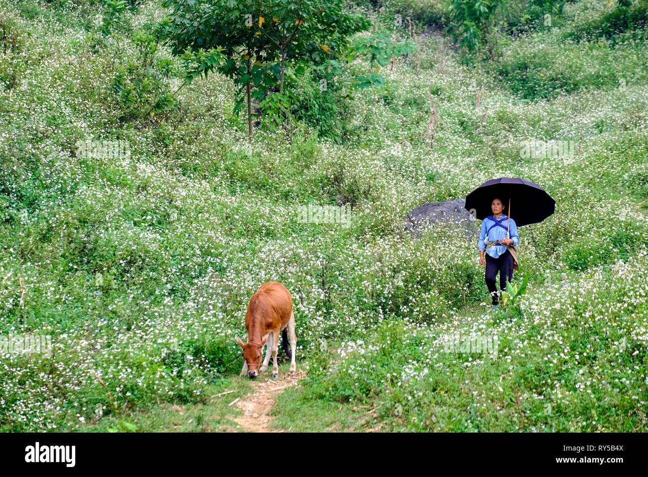 Bac ha district hi-res stock photography and images - Alamy