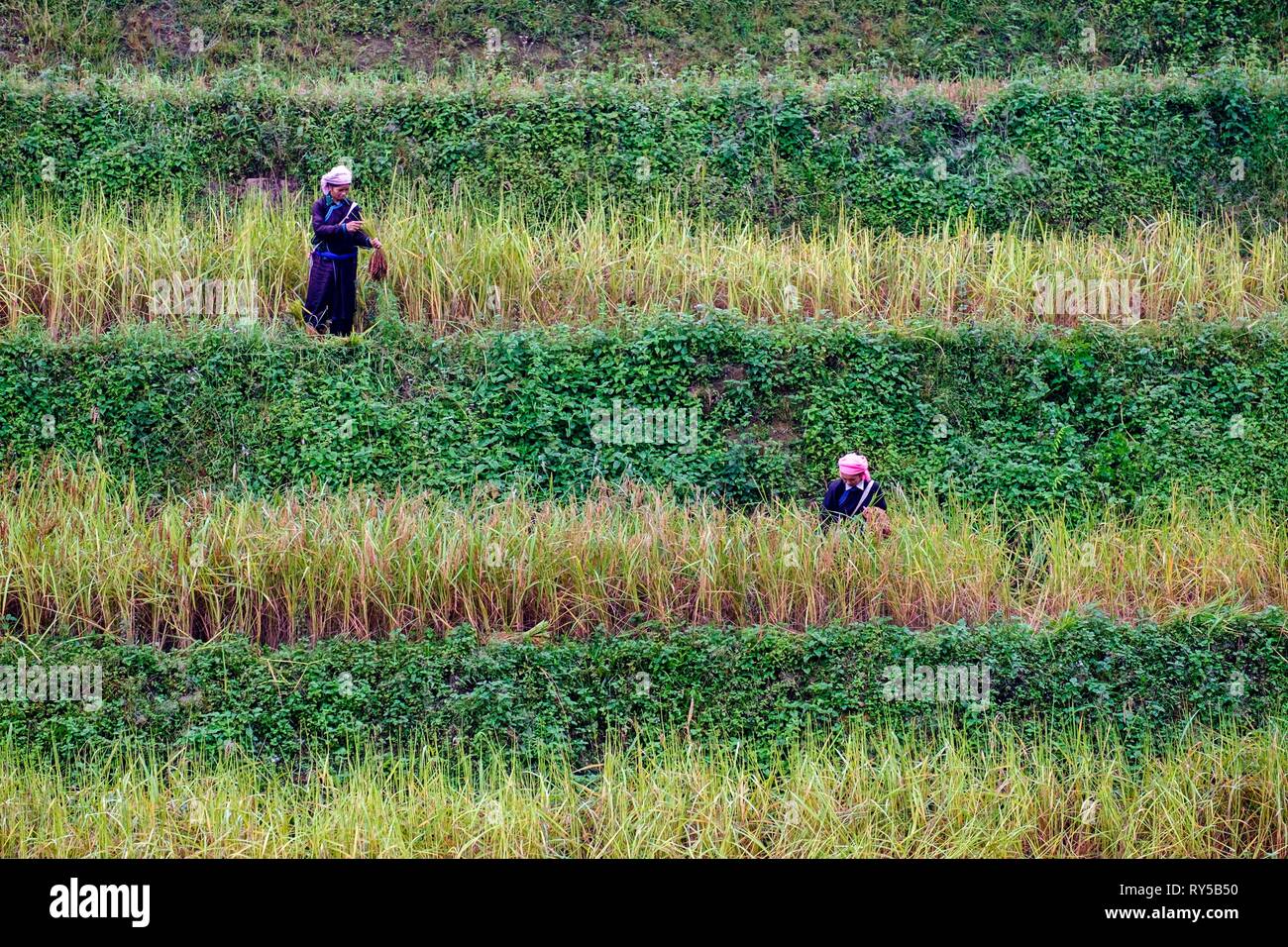 Vietnam, Bac Ha district, terrace rice fields Stock Photo - Alamy