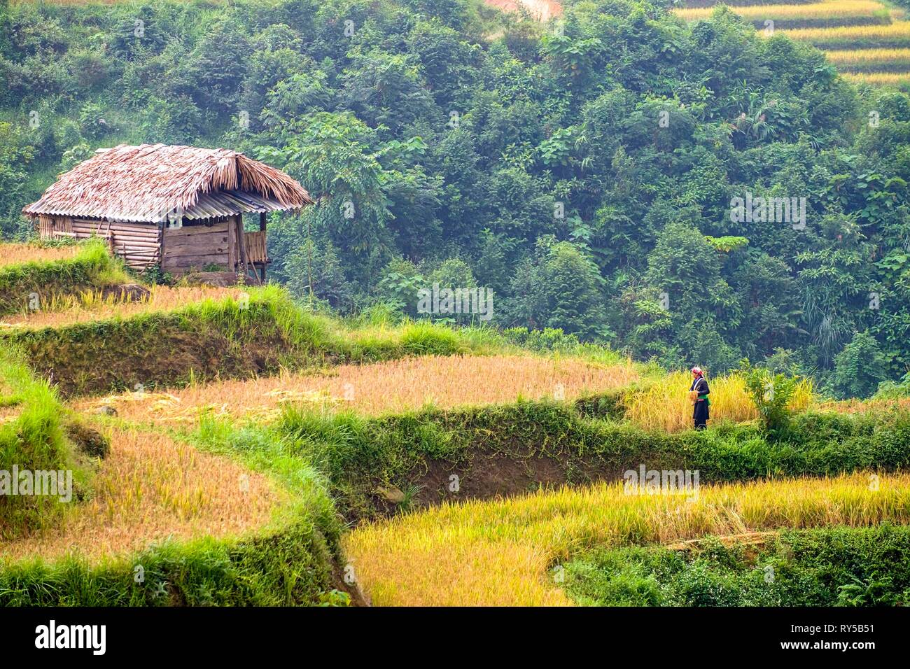 Vietnam, Bac Ha district, terrace rice fields Stock Photo - Alamy