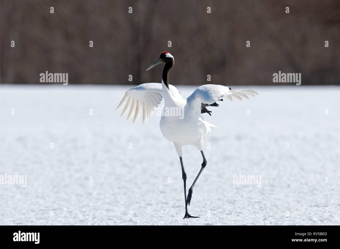 Japanese crane, Red-crowned crane (Grus japonensis), Japan Stock Photo ...