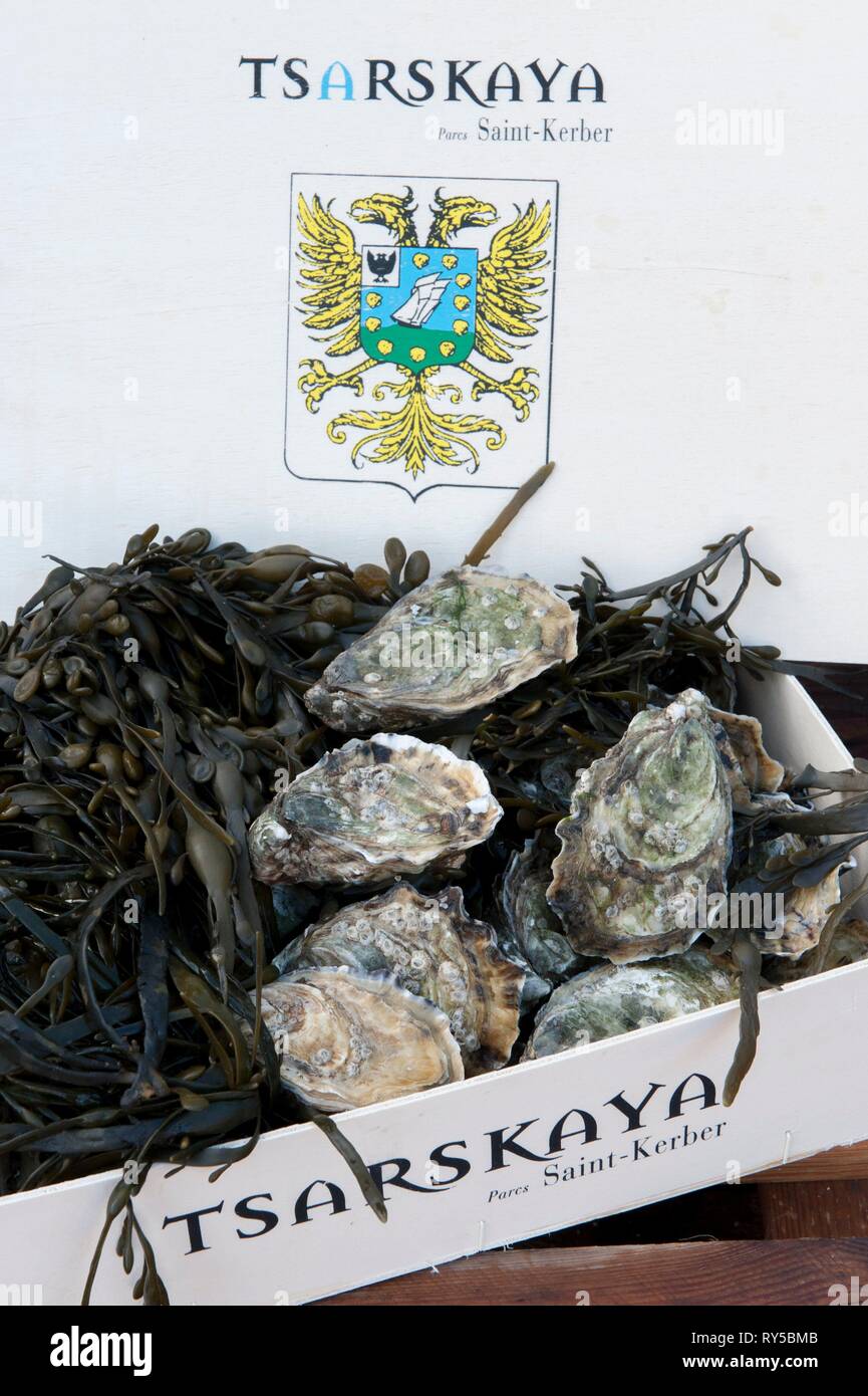 France, Ille et Vilaine, Cancale, Saint Kerber Parks, Tsarkaya Oyster ...