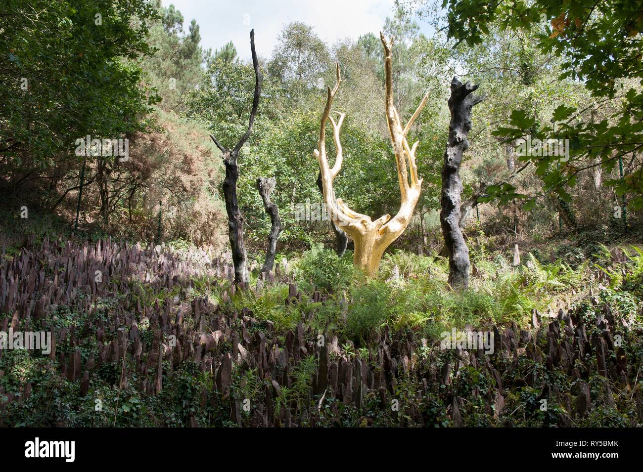 France, Ille et Vilaine, Paimpont, the golden tree in the forest of ...