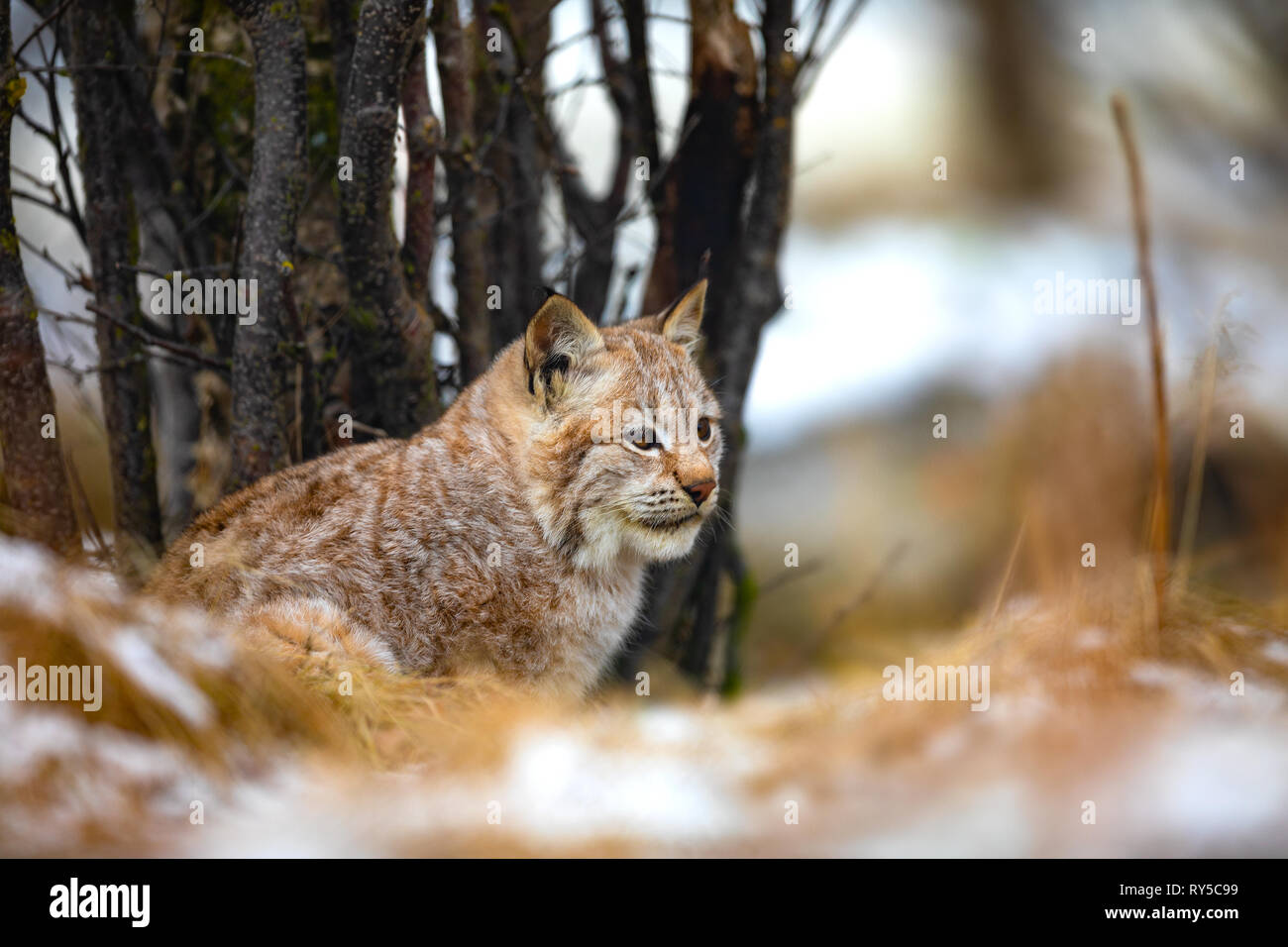 Eurasian lynx hiding in the forest at early winter Stock Photo - Alamy