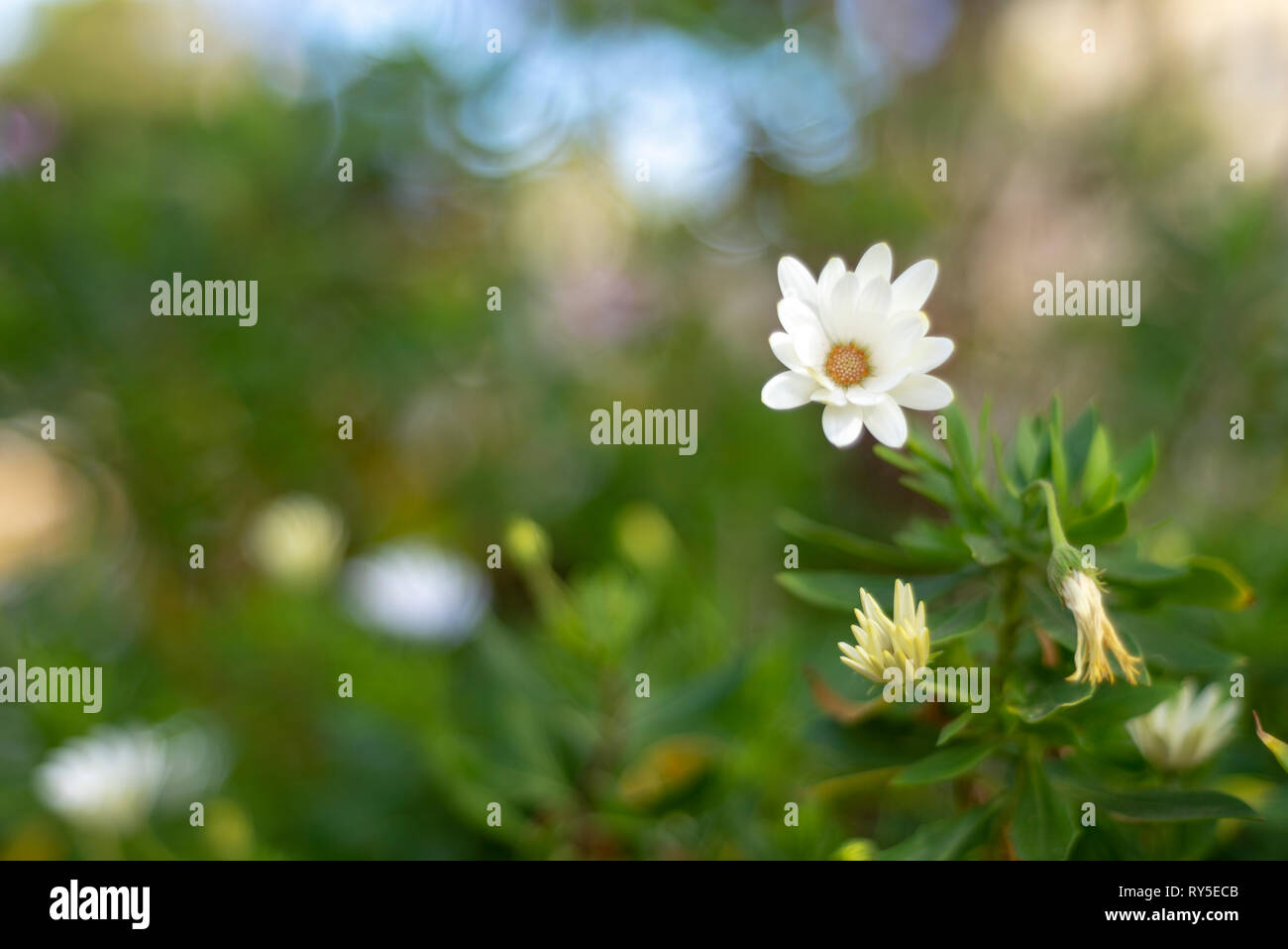 Daisies grass grow in hi-res stock photography and images - Alamy