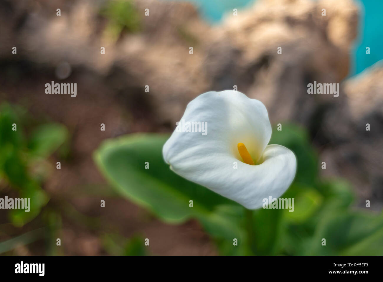 variety of lily very widespread by the Mediterranean Stock Photo - Alamy
