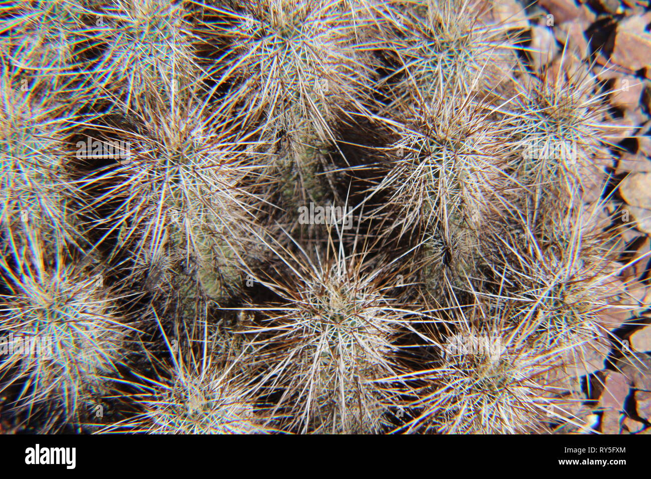 Spiny cactus hi-res stock photography and images - Alamy