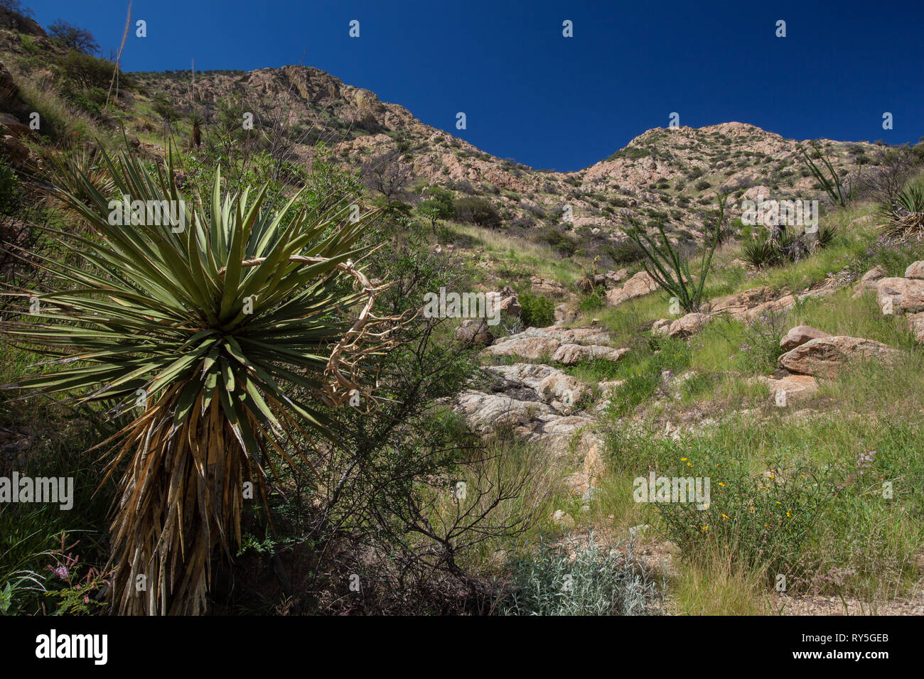 Sierra Purica, Mpo. Bacoachi, Sonora, Mexico Stock Photo - Alamy