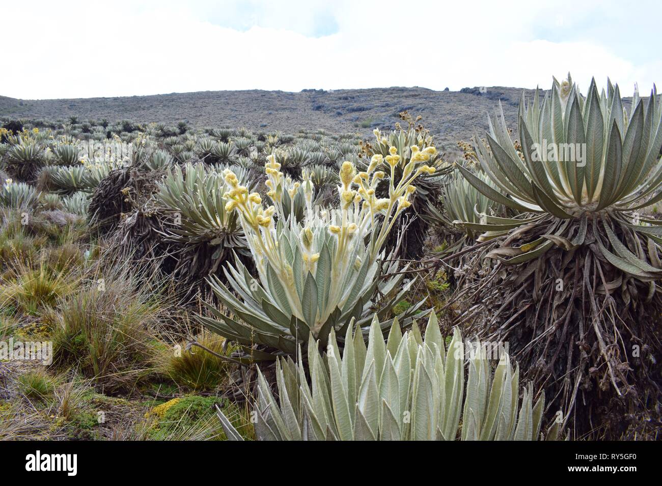 Photo taken in the Paramo of Sumapaz ecosystem located in the Altiplano ...