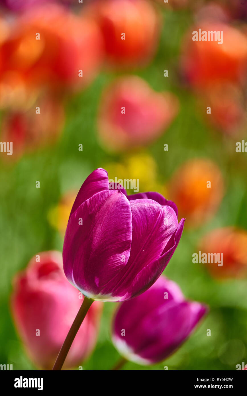 bright colorful tulip garden meadow Stock Photo - Alamy