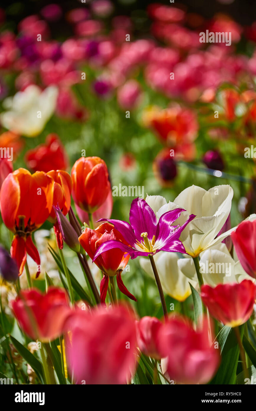 bright colorful tulip garden meadow Stock Photo - Alamy