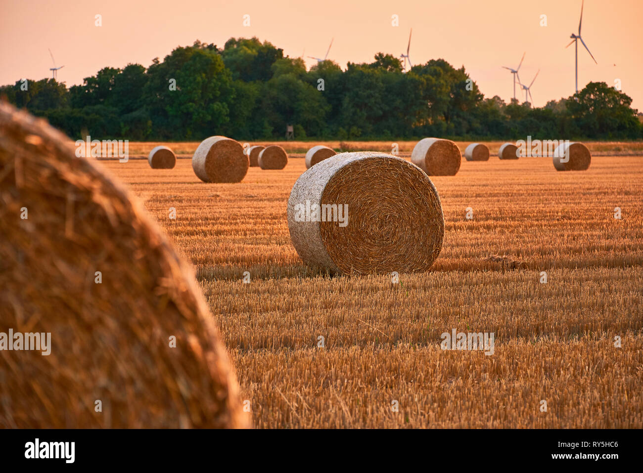 straw bale on field in autumn Stock Photo - Alamy