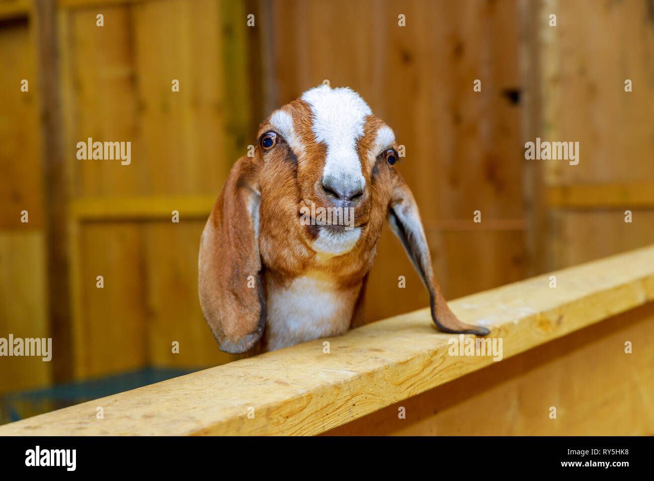Goat and sheep inside their barn Stock Photo - Alamy