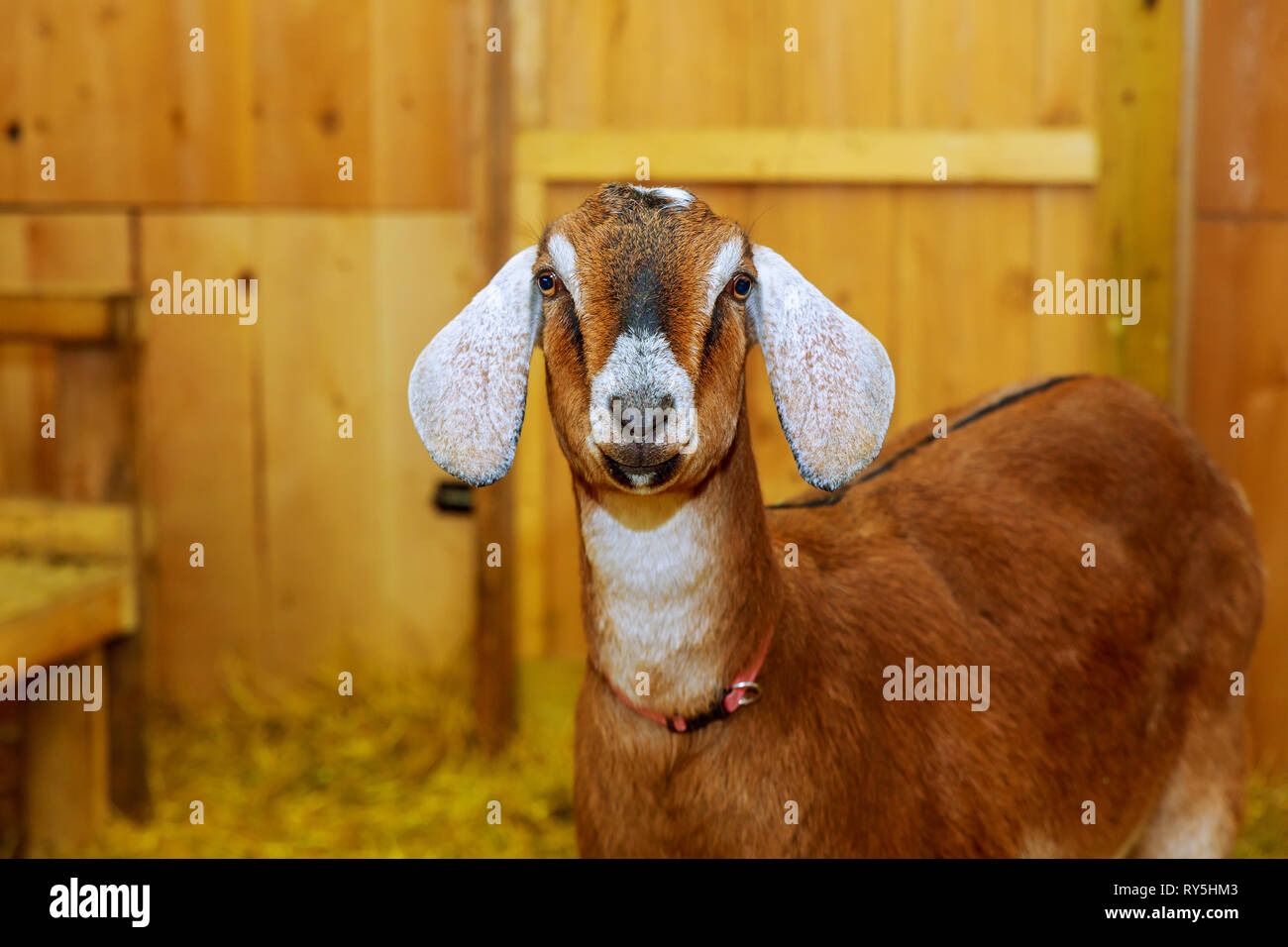 Local barnyard hi-res stock photography and images - Alamy