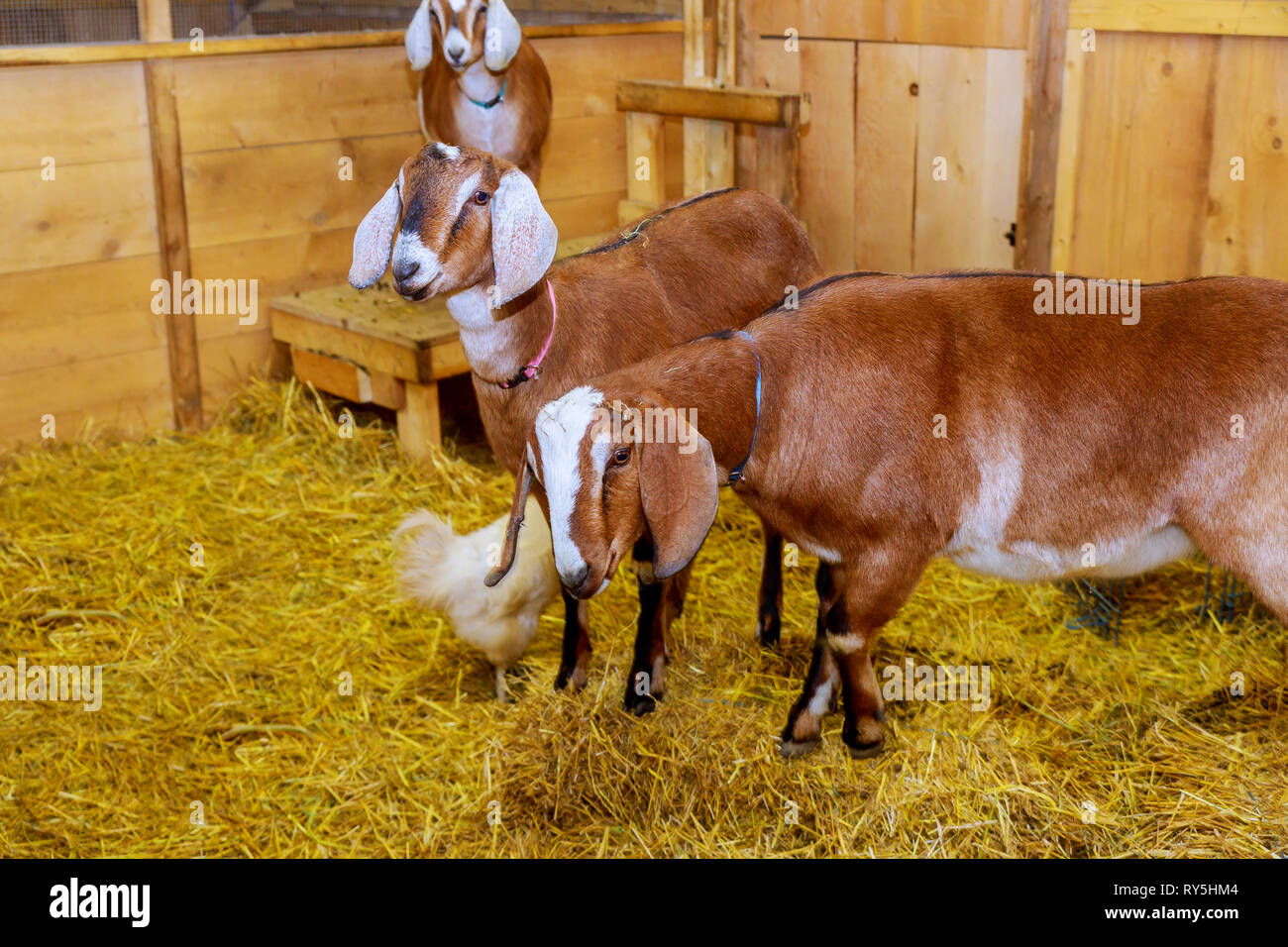 A goat stands in a barn wooden nice interior without beautiful well ...