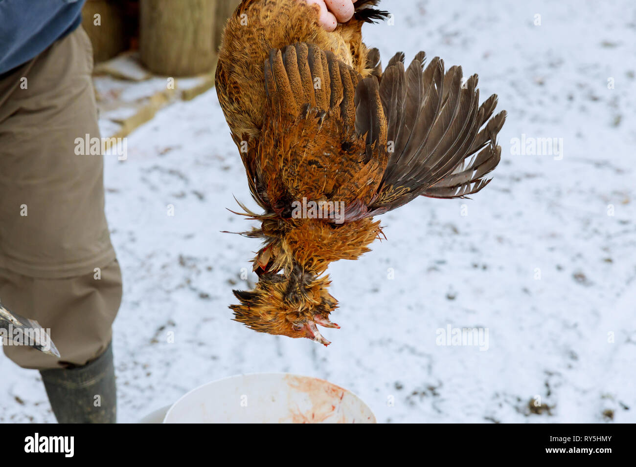 Cut chicken heads in a Stock Photo - Alamy