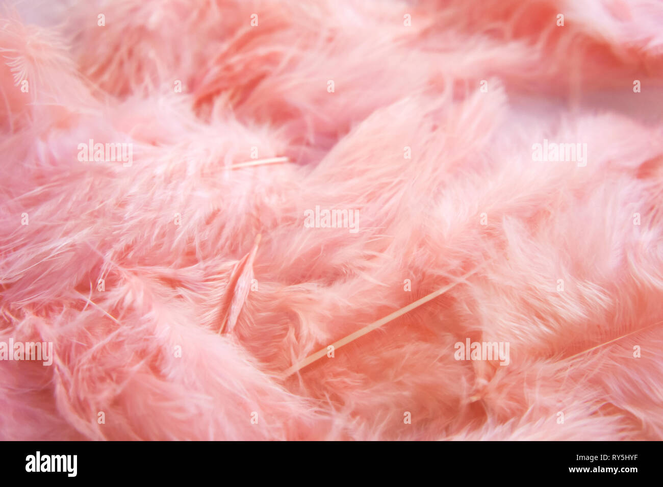 feminine pink fluffy background. pink delicate feathers background ...