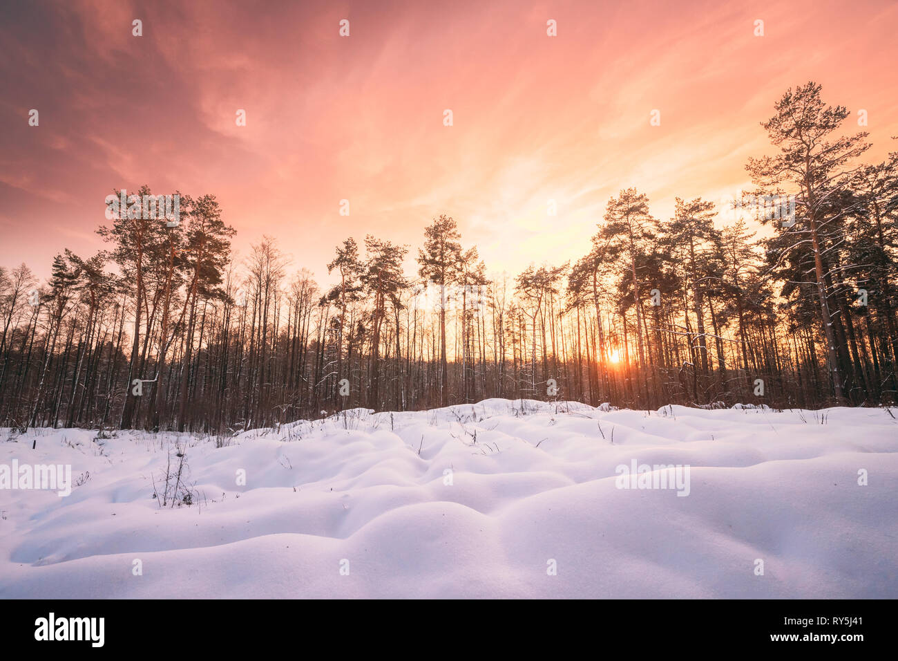 Pink Snow Forest Night