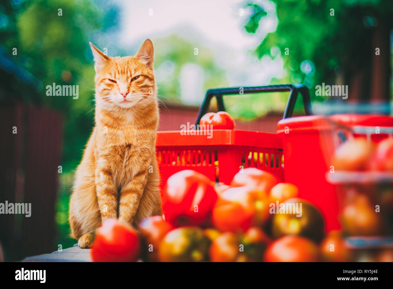 Red fluffy cat with fresh tomatos Stock Photo - Alamy