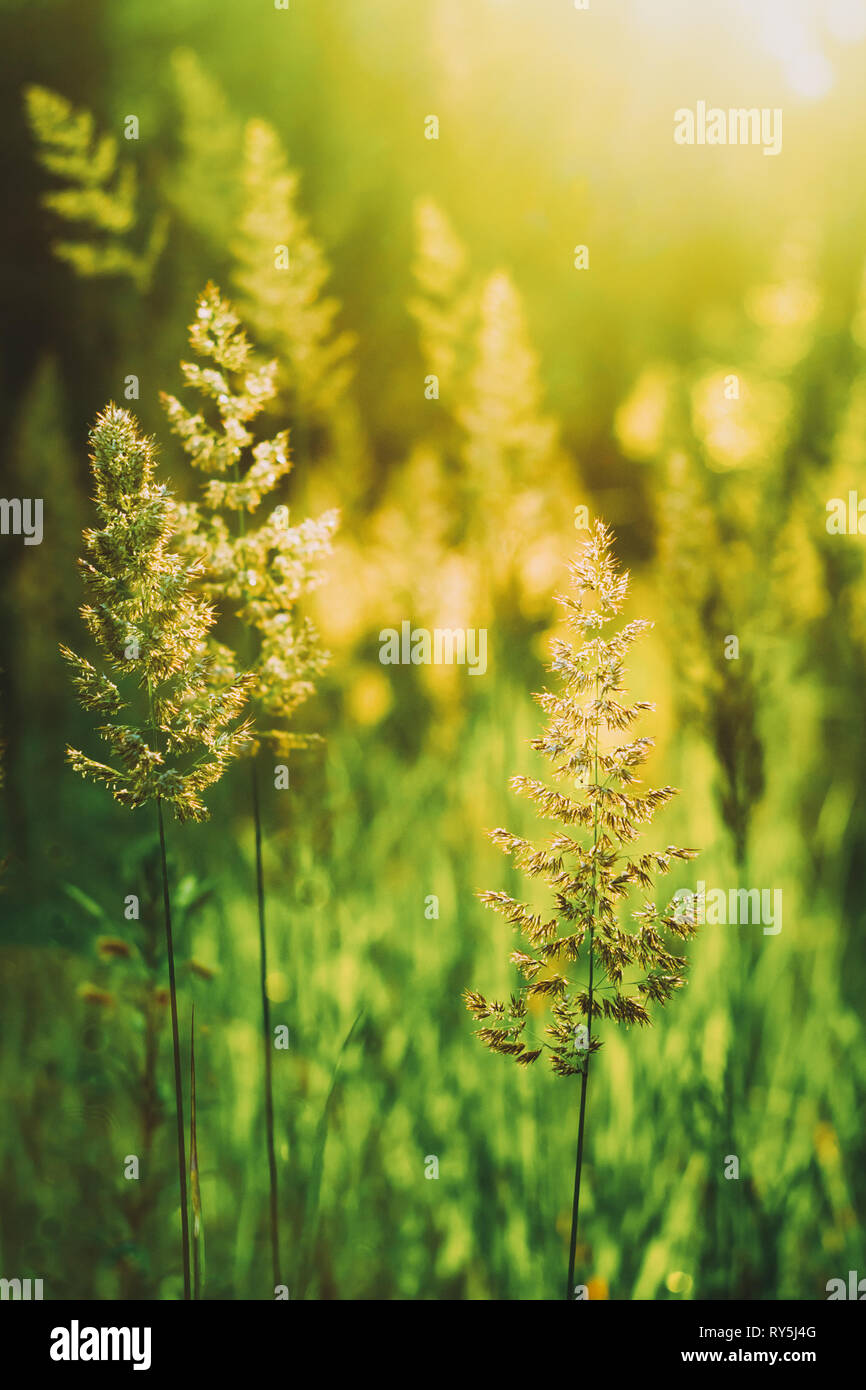 Beautiful green grass close hi-res stock photography and images - Alamy