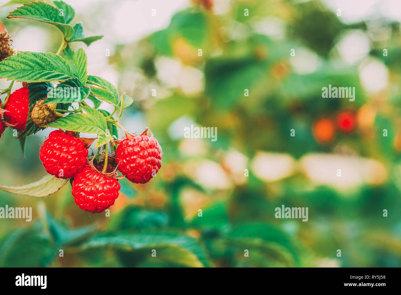 Farming farm berries hi-res stock photography and images - Alamy