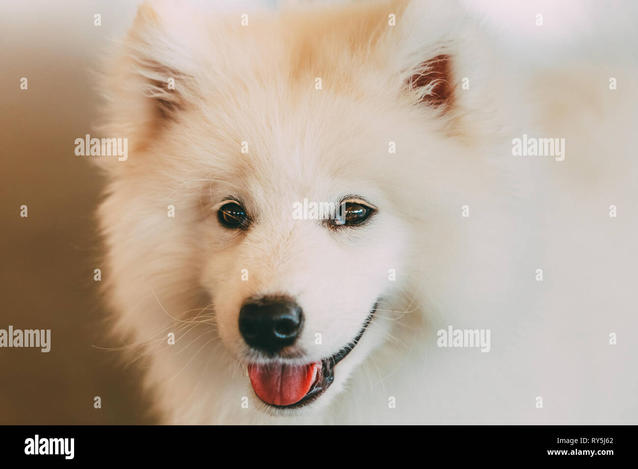White Samoyed dog puppy Stock Photo - Alamy