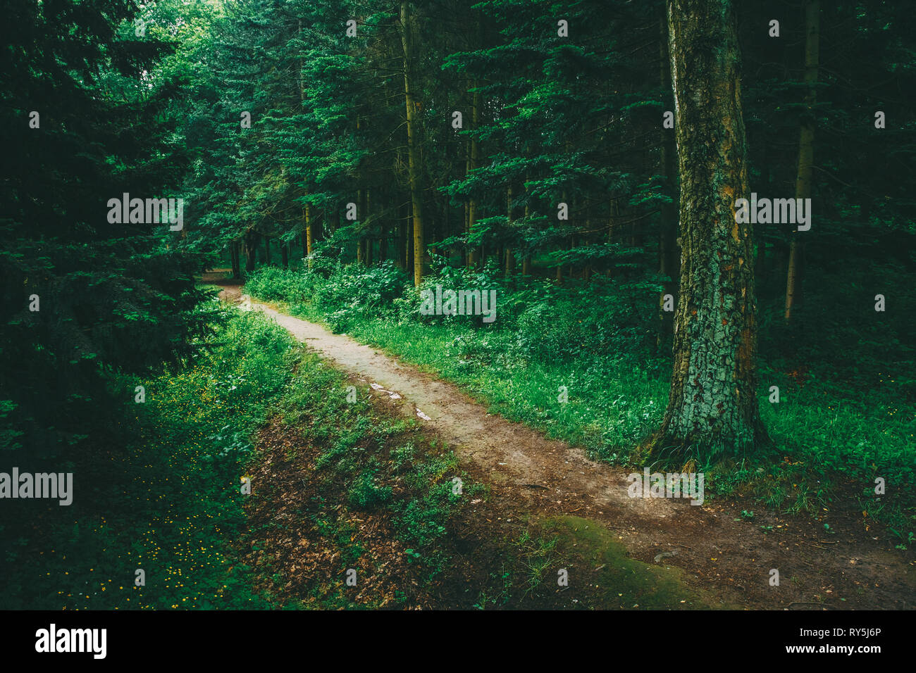 Beautiful Alley In Park. Garden Landscaping Design Stock Photo - Alamy