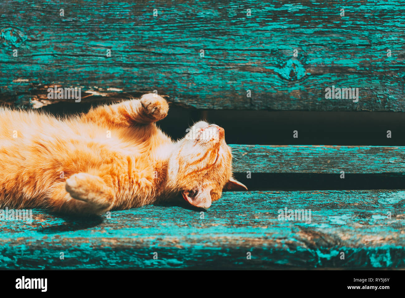 Cat on a park bench hi-res stock photography and images - Alamy