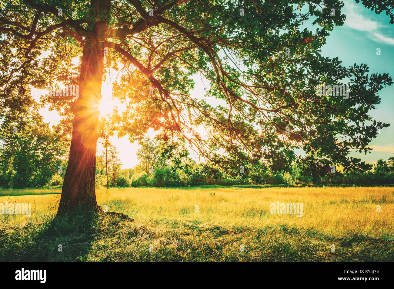 Beauty in nature shiny hi-res stock photography and images - Alamy