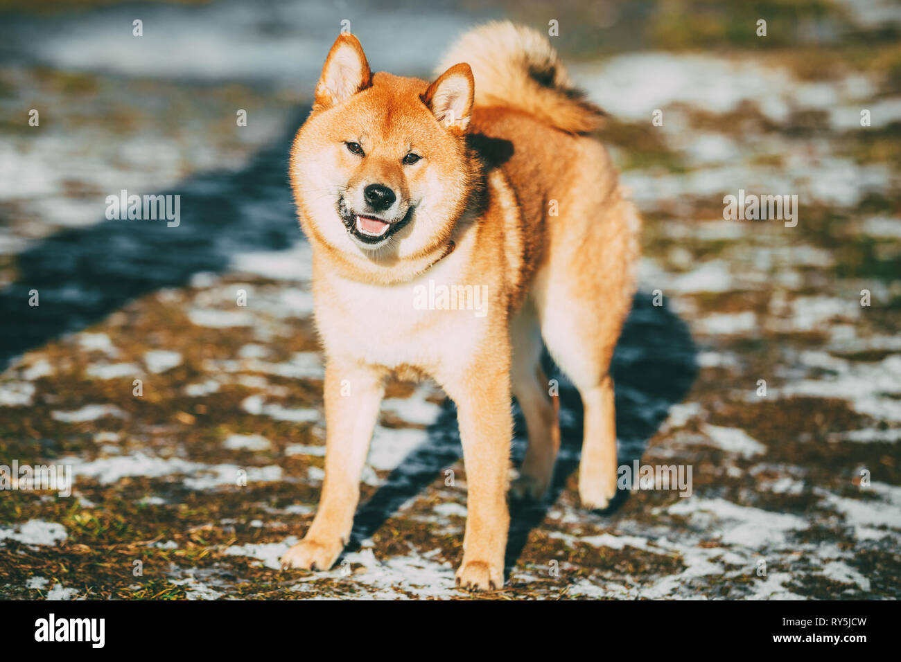 Beautiful Young Red Shiba Inu Dog Staying Outdoor Stock Photo - Alamy