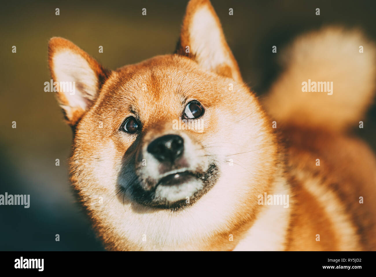 Beautiful doggy hi-res stock photography and images - Alamy