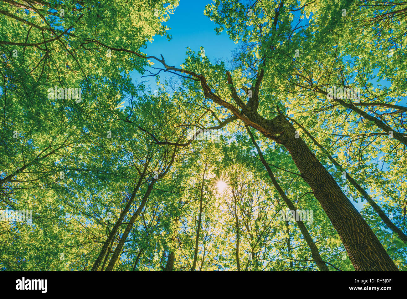 Spring Sun Shining Through Canopy Of Tall Trees. Upper Branches Of Tree ...