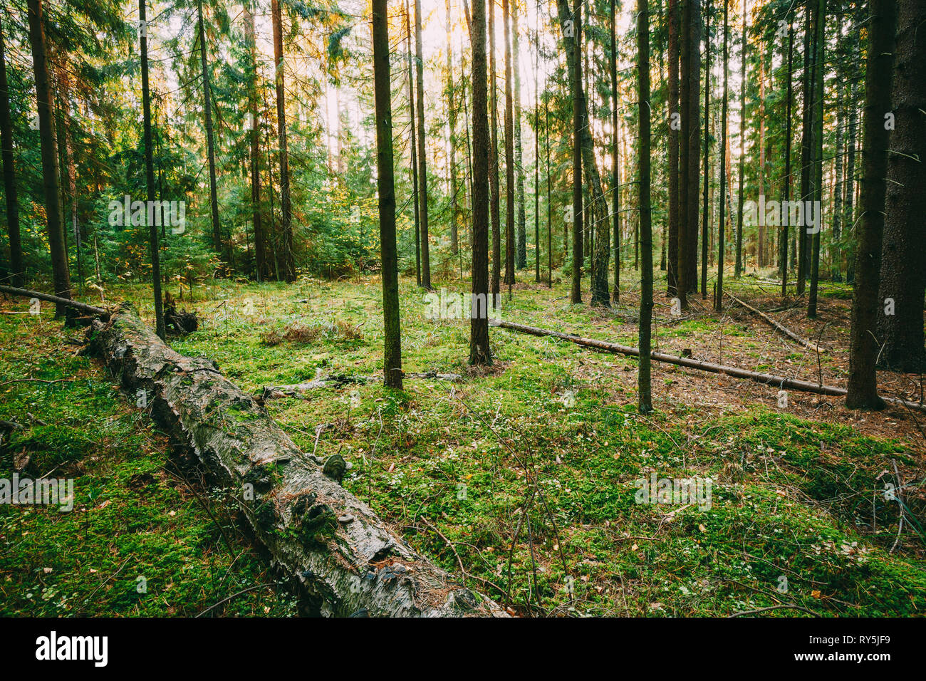 Fallen trees in green coniferous forest reserve Stock Photo - Alamy
