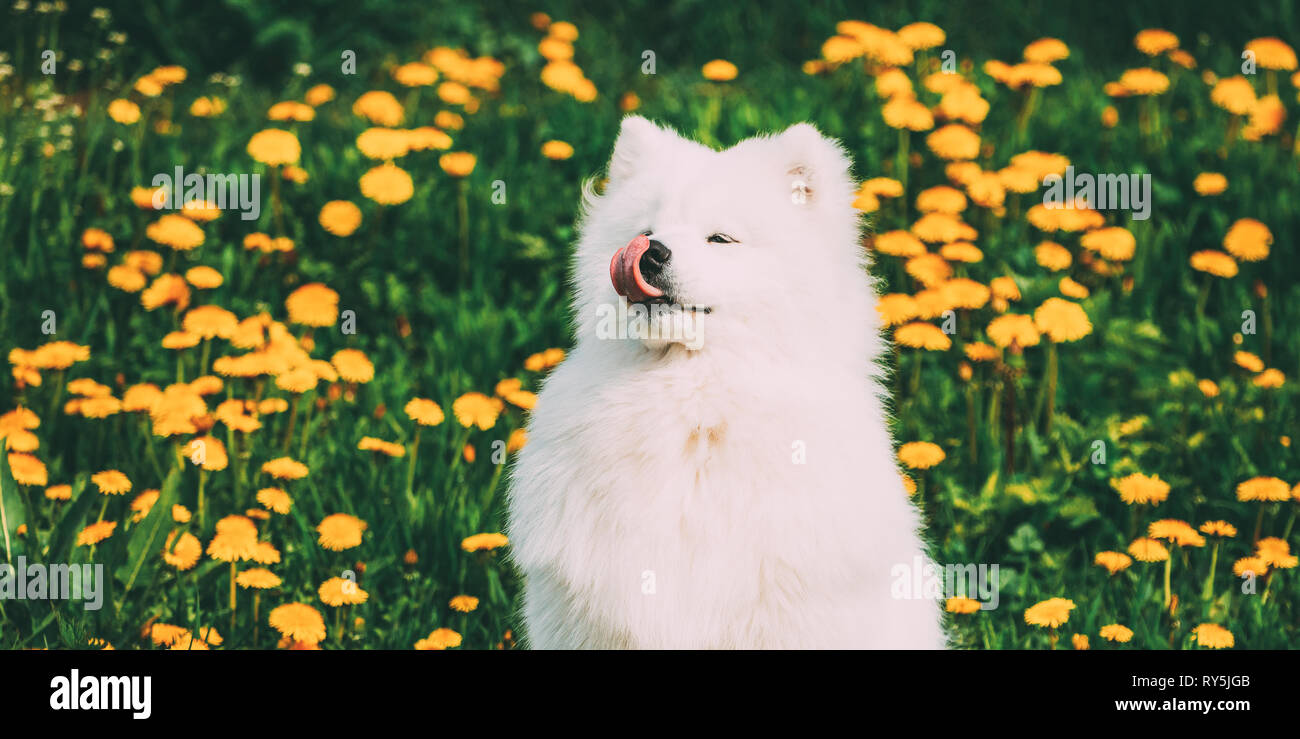 Smiley dog hi-res stock photography and images - Alamy