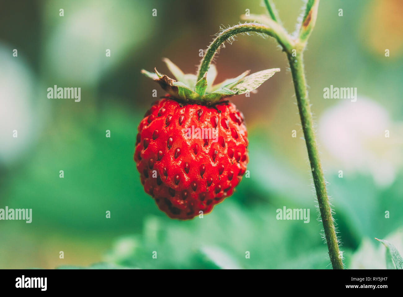 Wild strawberries hi-res stock photography and images - Alamy