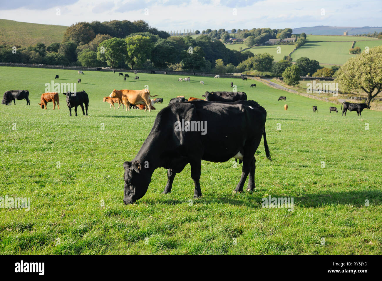Black dewlap hi-res stock photography and images - Alamy