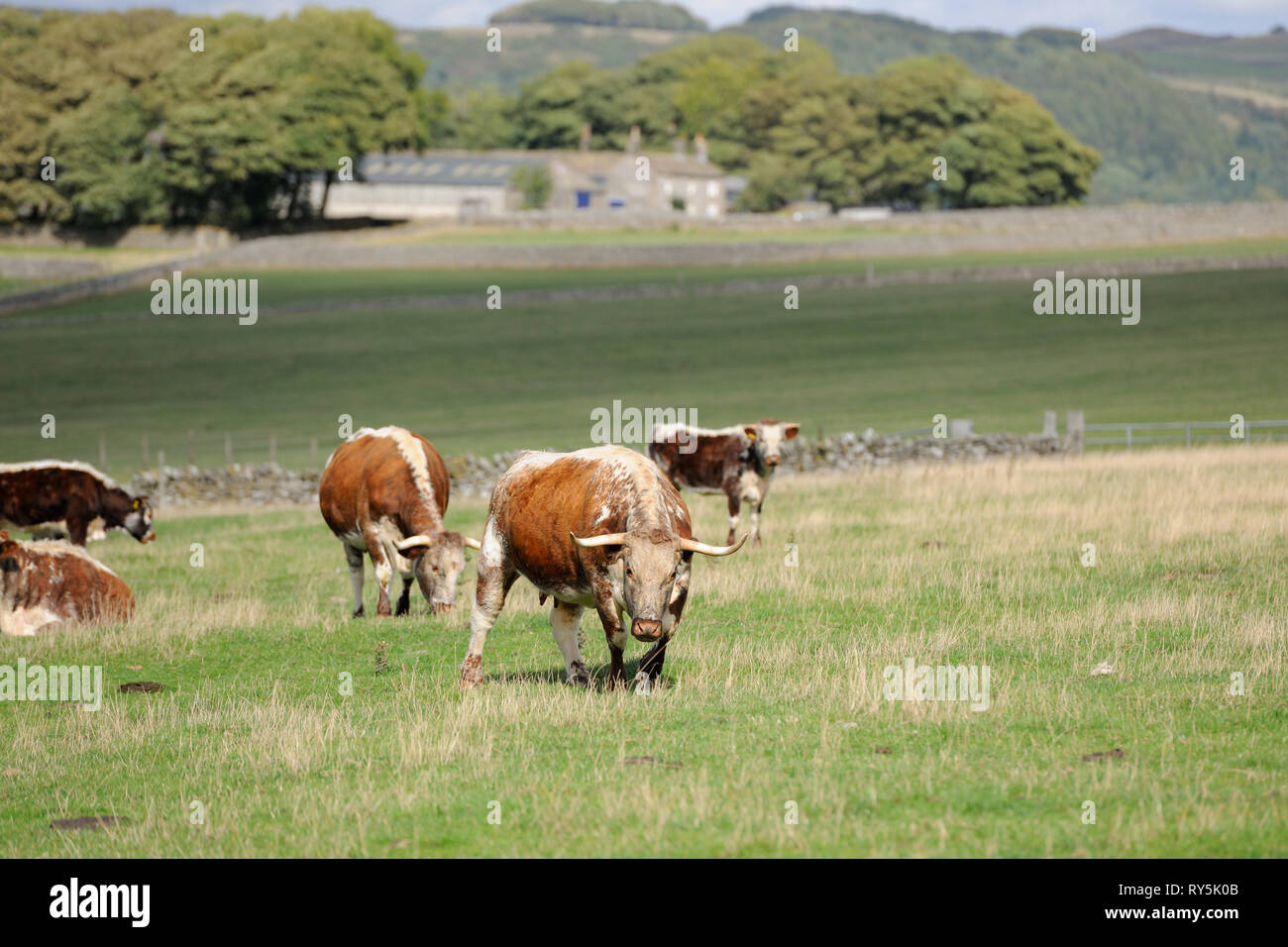 Long Horned Cattle High Resolution Stock Photography and Images - Alamy