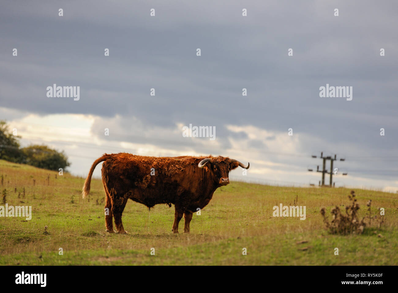Bull standing in a hi-res stock photography and images - Alamy