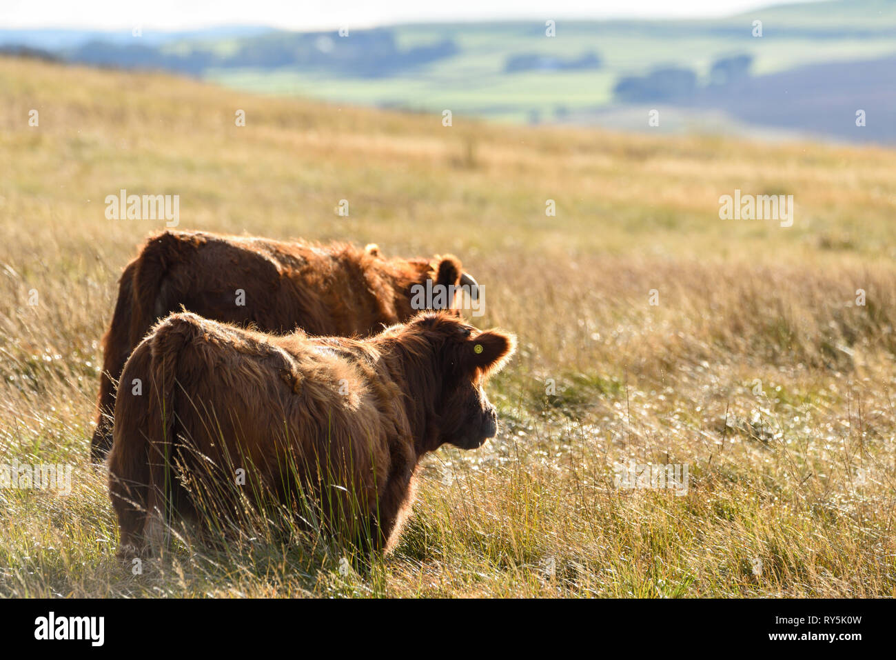 Highland cow evening sun hi-res stock photography and images - Alamy